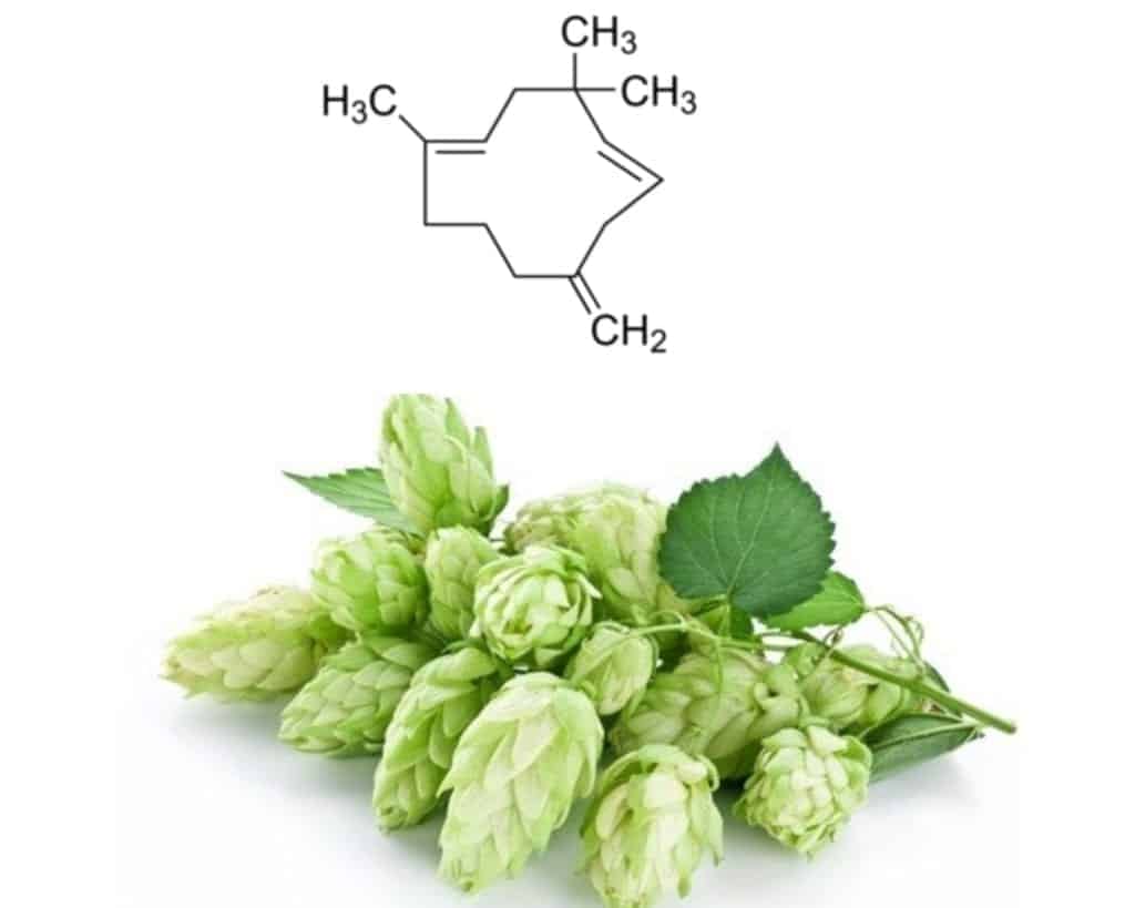 Parlons des terpènes Comment utiliser les terpènes - Cannabee